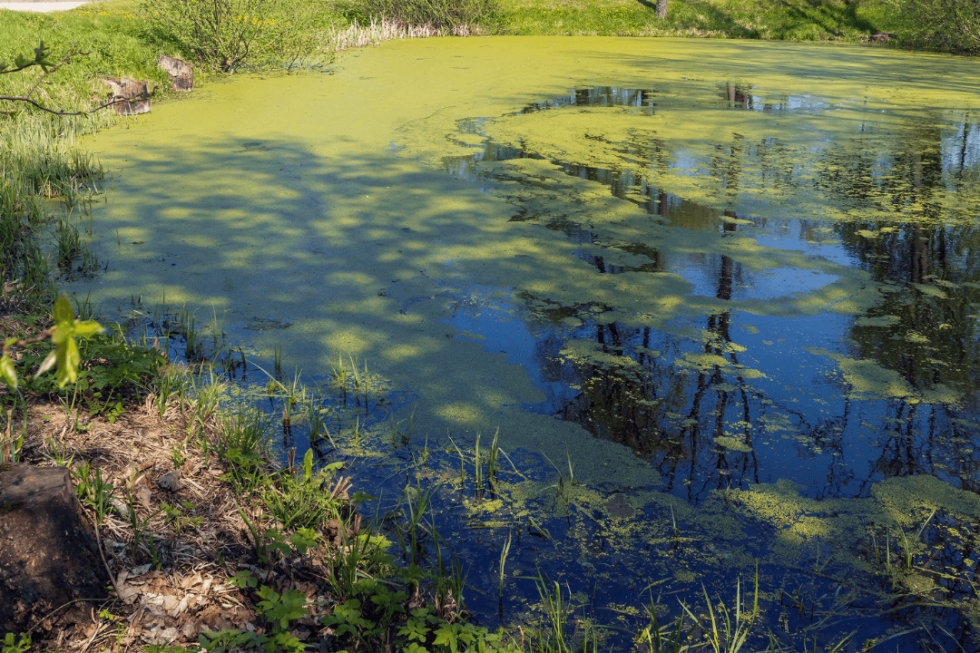 Mechanical Algae Removal Services | Houston, Texas Area